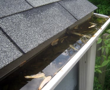 Why Does Algae Grow In My Gutters & How Should I Clean It? | LeafGuard ...