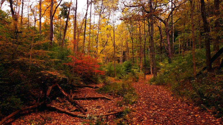 Best Cincinnati Fall Foliage | LeafGuard® of Cincinnati