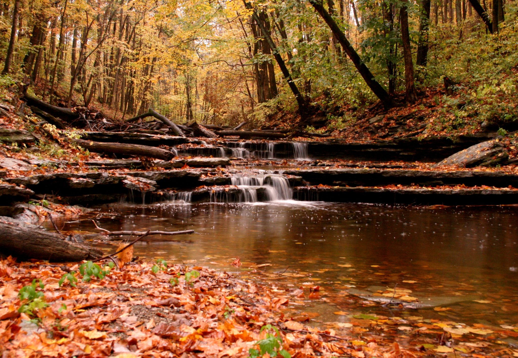 Best Cincinnati Fall Foliage | LeafGuard® of Cincinnati