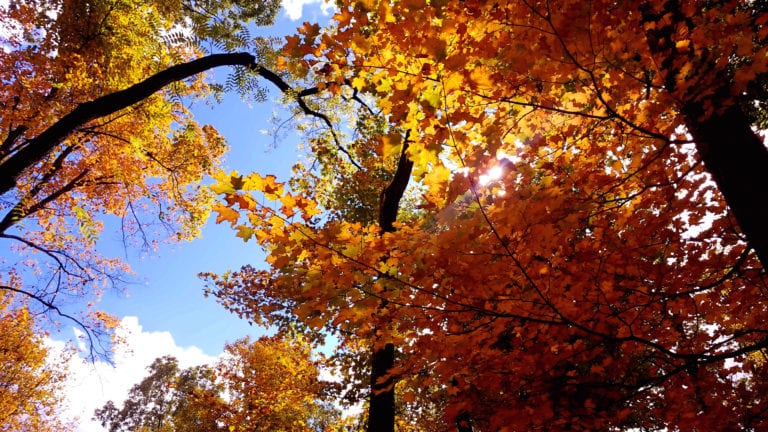 Best Cincinnati Fall Foliage | LeafGuard® of Cincinnati