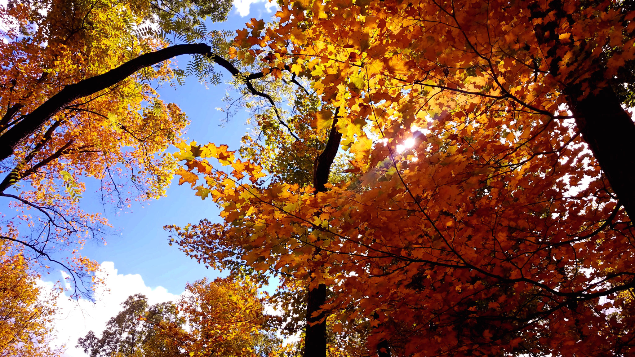 Best Cincinnati Fall Foliage | LeafGuard® of Cincinnati